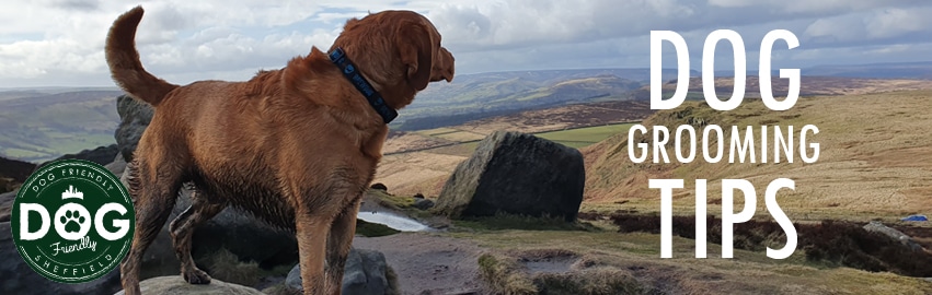 How to Groom a Dog - Grooming Tips | Dog Friendly